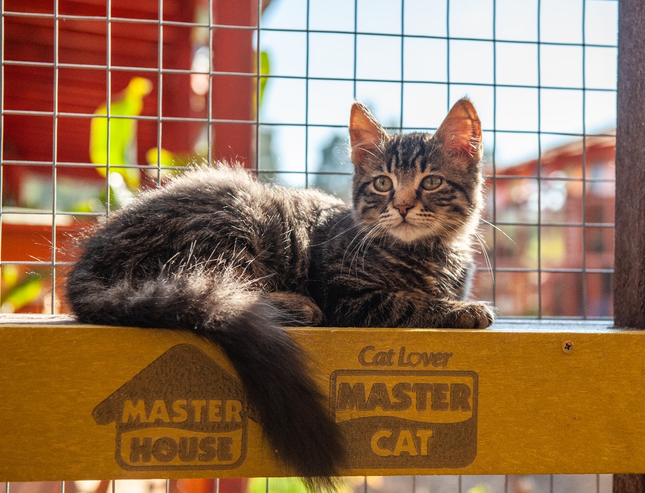 Proyecto De Empalme De Genes De Gato Y Perro Exploración De Las